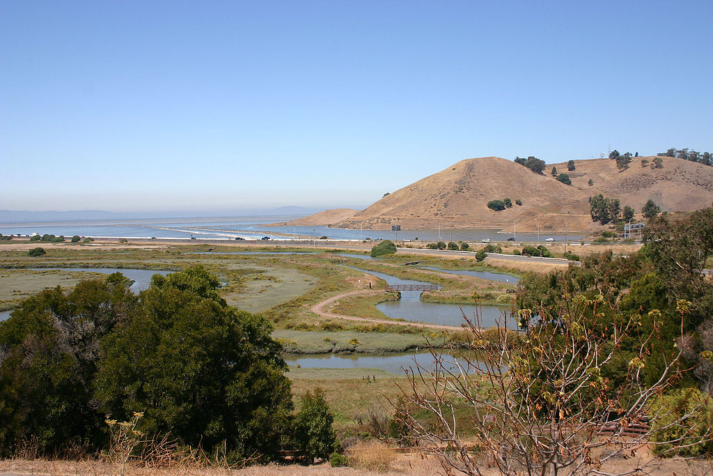 San Francisco Bay Salt Marshes Returning to Natural Conditions ...